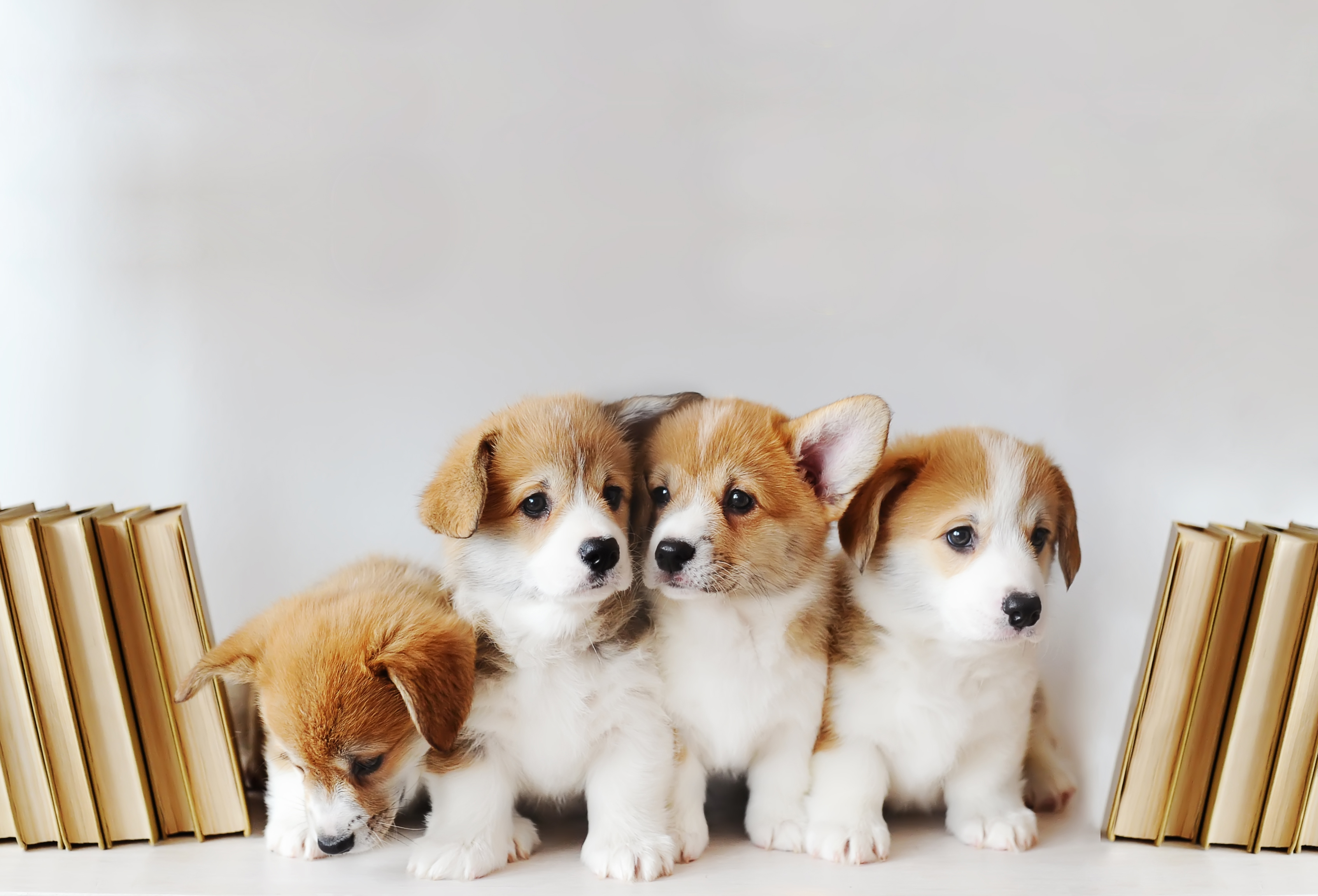 Puppies and Pi(e) | Programming Librarian
